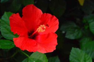 Bunga Kembang Sepatu: Healthy Kecantikan, dan Lingkung4n